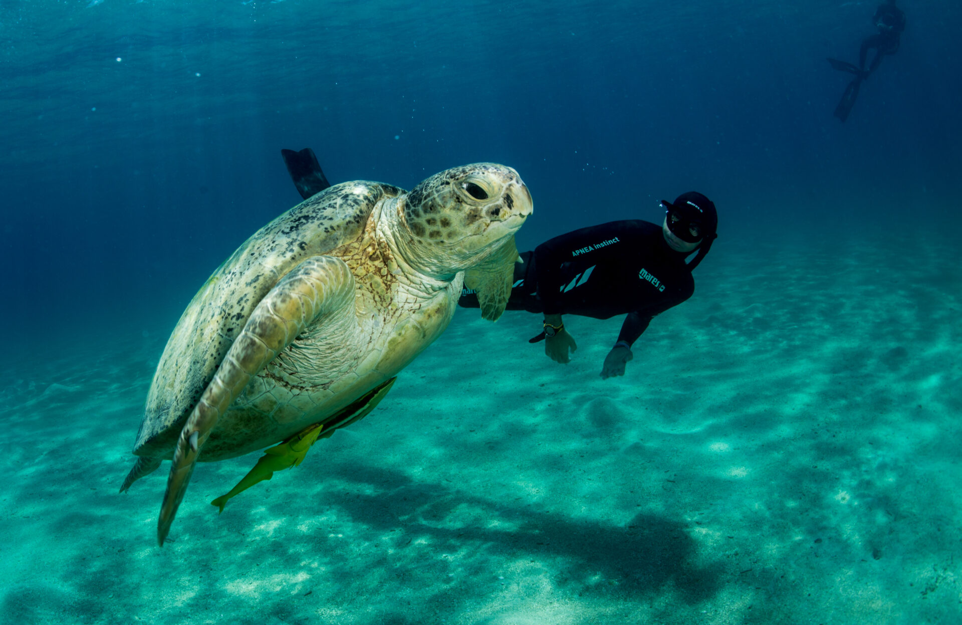 Tauchschule – Ivan's Dive Team